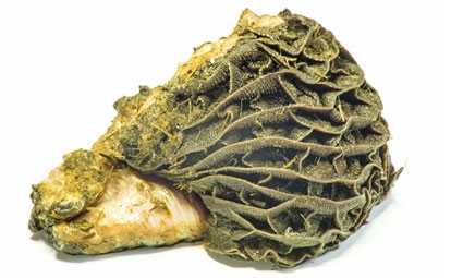 Pansen & Blättermagen für Ihr Haustier online kaufen